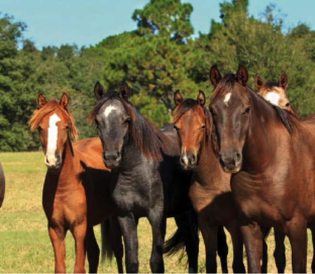 Pony Breeding for Performance - The Plaid Horse Magazine