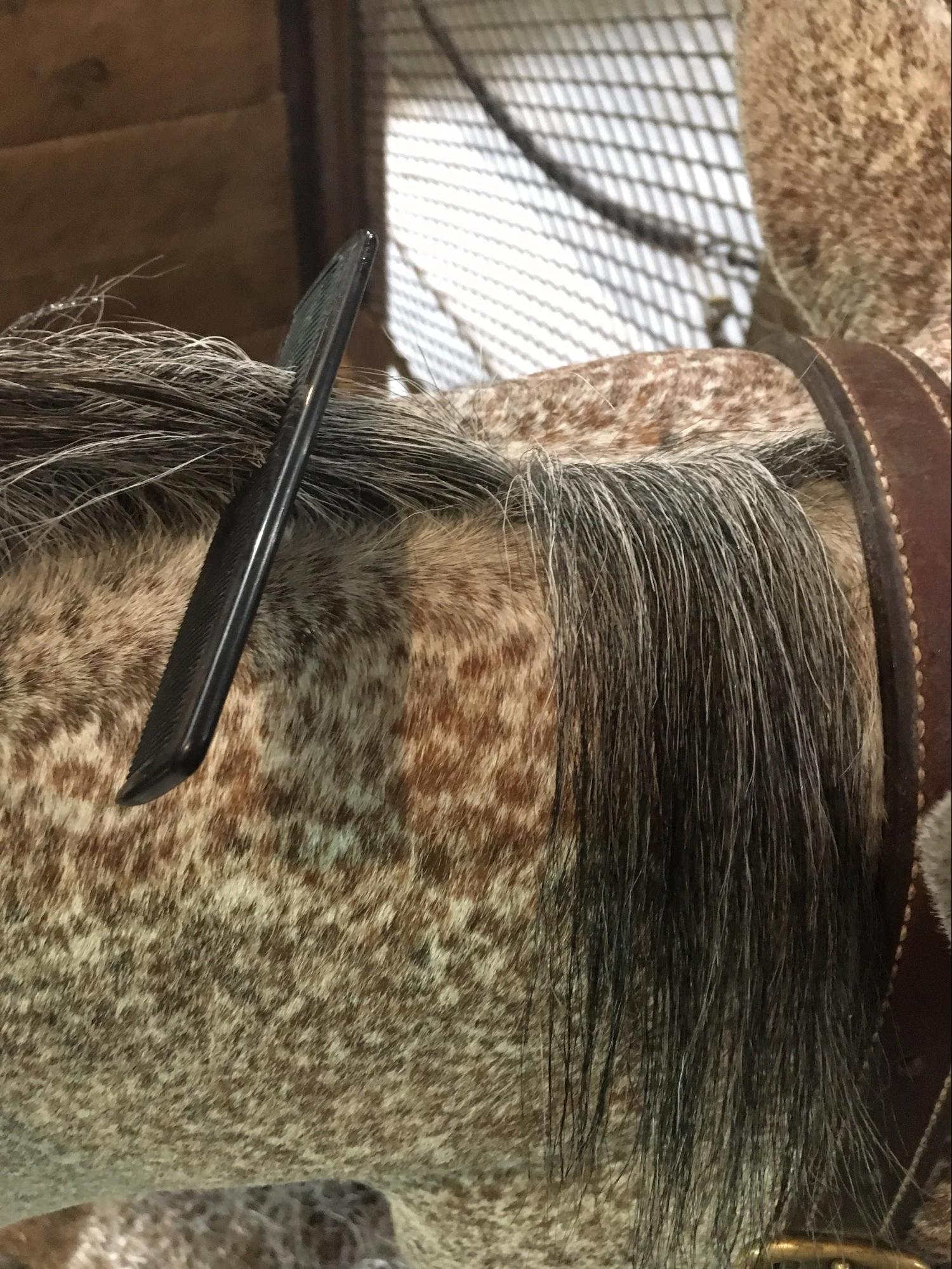 How to Braid a Mane and Tail for the Hunter Ring - The Plaid Horse Magazine