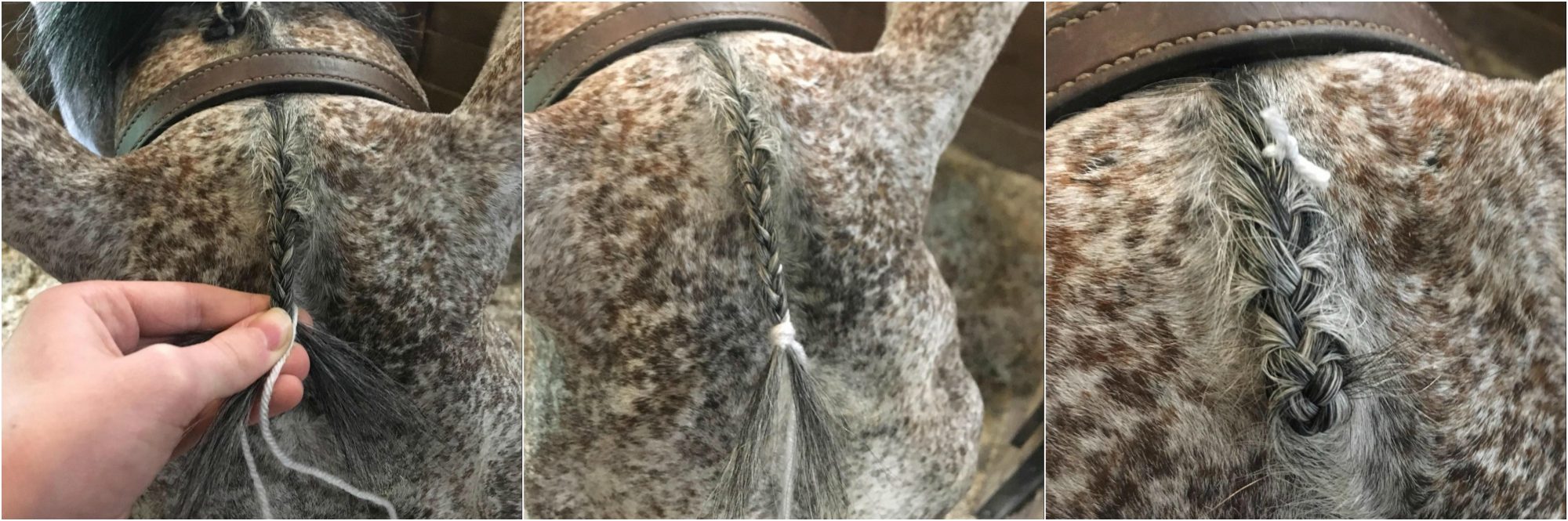 How to Braid a Mane and Tail for the Hunter Ring - The Plaid Horse Magazine