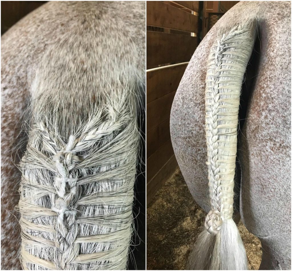 How to Braid a Mane and Tail for the Hunter Ring - The Plaid Horse Magazine