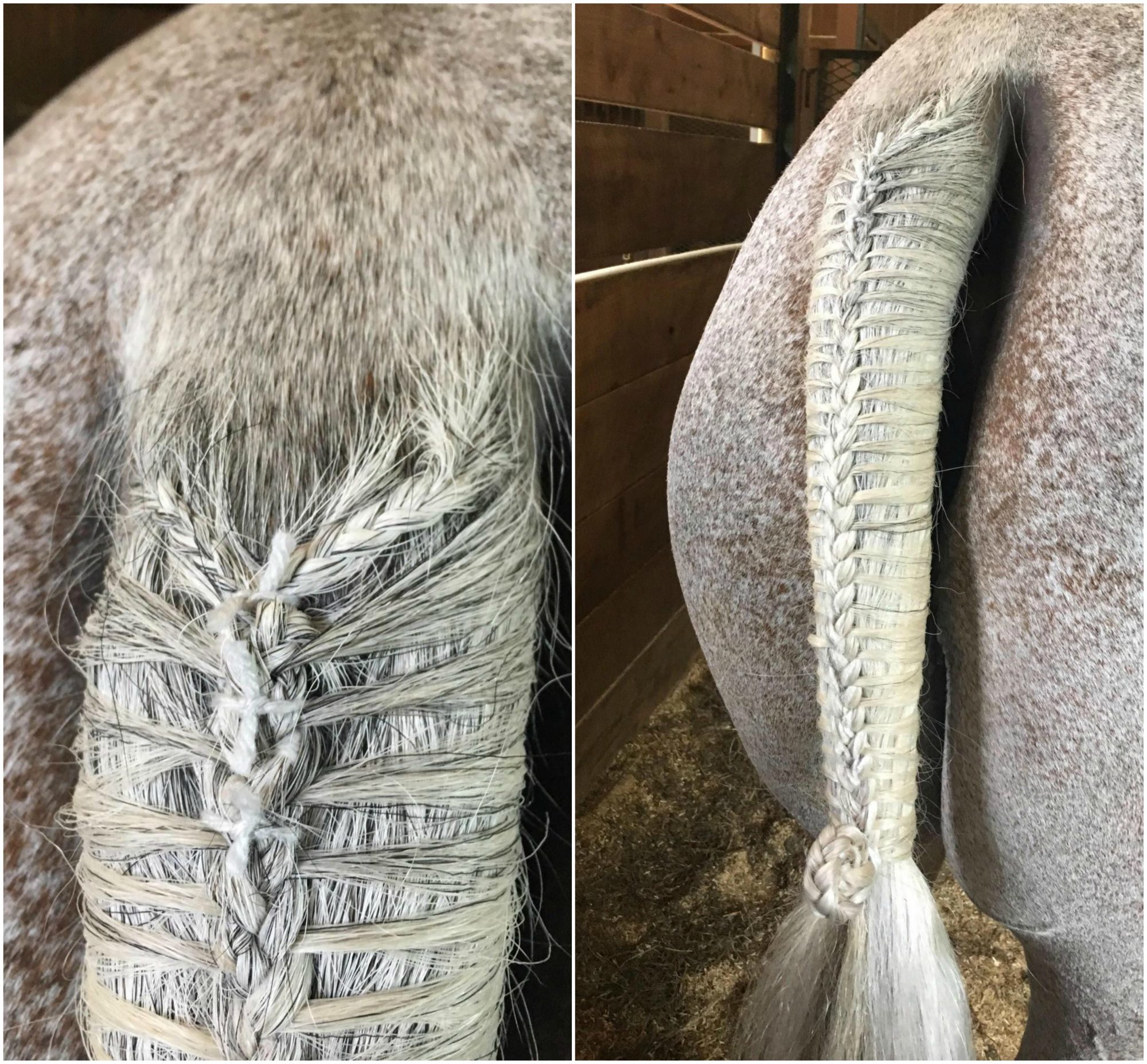 How to Braid a Mane and Tail for the Hunter Ring - The Plaid Horse Magazine