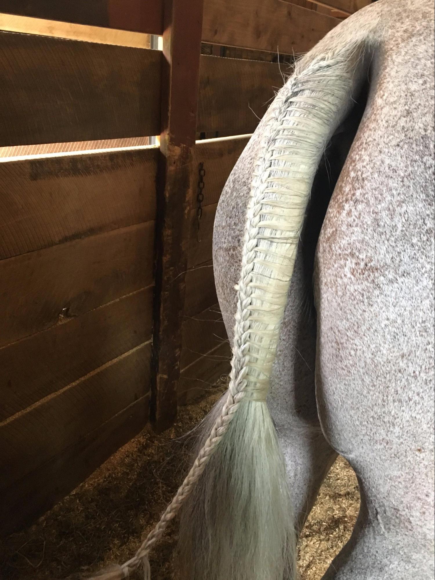 How to Braid a Mane and Tail for the Hunter Ring - The Plaid Horse Magazine