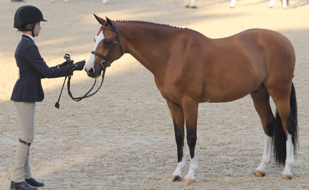 Quality Wins the Game: Breaking Down the Pony Model - The Plaid Horse ...