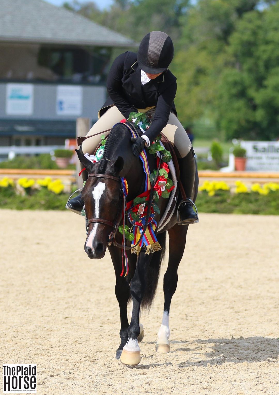 Why Ponies? - The Plaid Horse Magazine