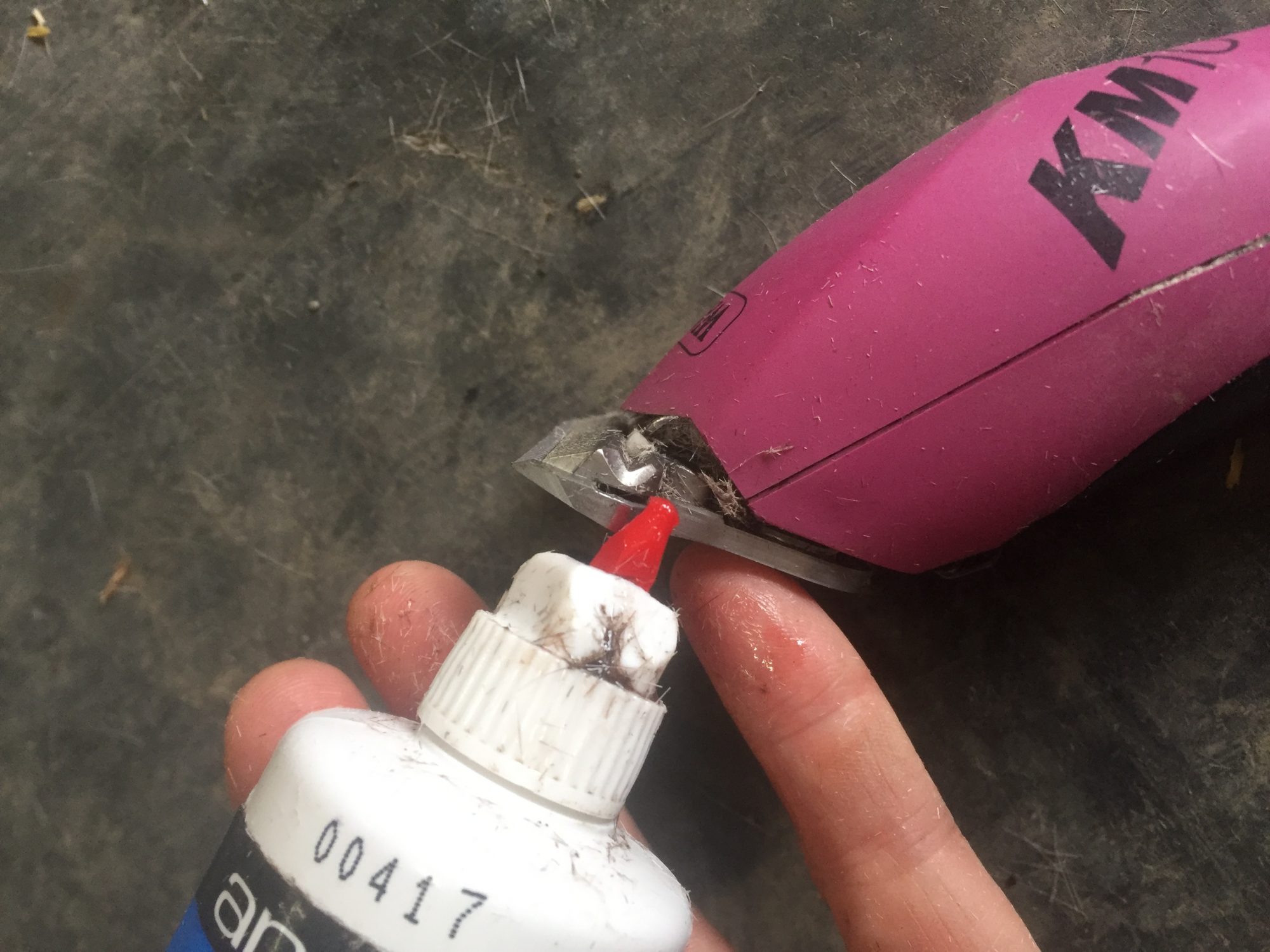 5 Game Changing Body Clipping Tips from a Professional Groom! - The ...