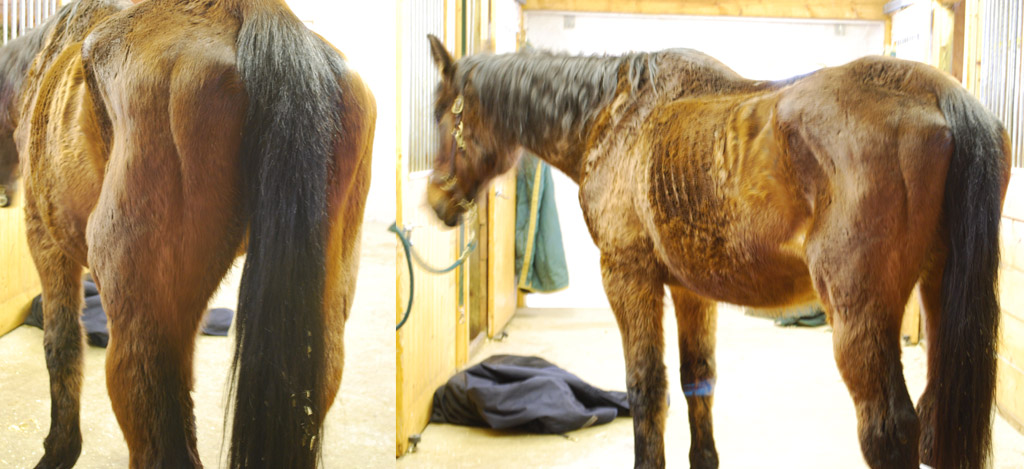 "I Euthanized Your Horse Today" - Skip's Story of Rescue and ...