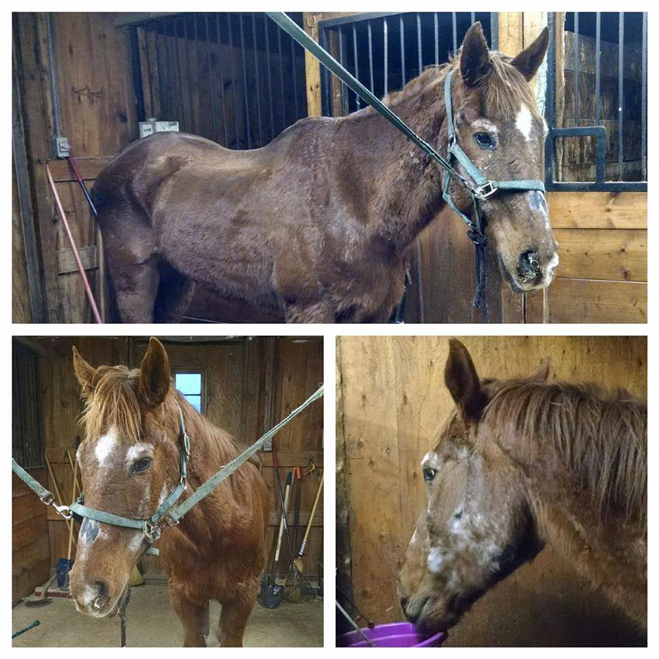 "I Euthanized Your Horse Today" - Skip's Story of Rescue and ...