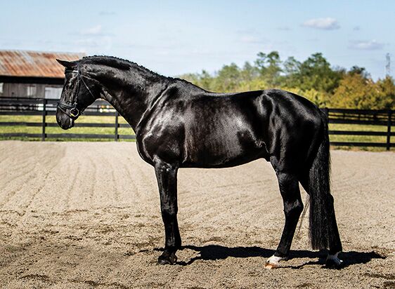 German Hanoverian Bloodlines Thriving in Southern California at Ryan ...