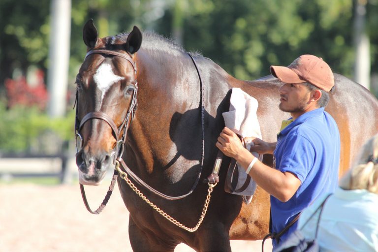 Five Easy Ways to Be a Barn “Favorite” - The Plaid Horse Magazine