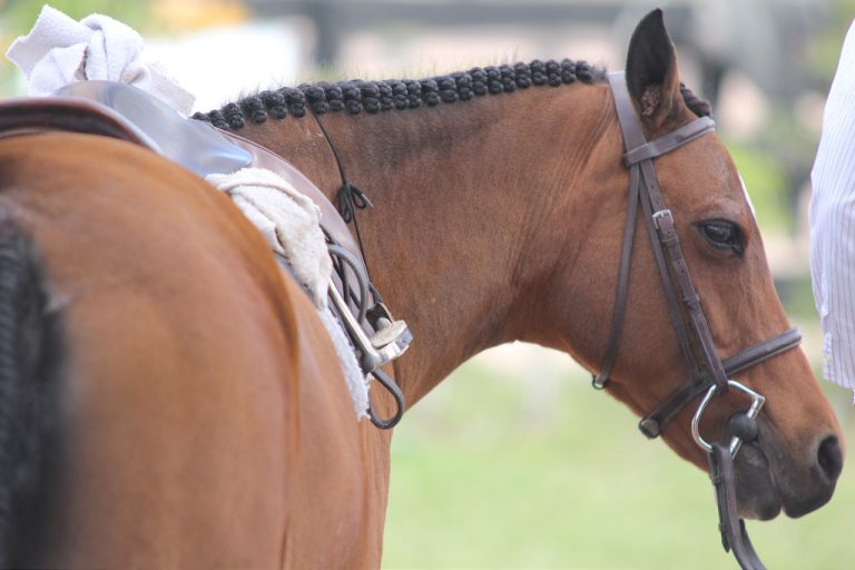 Five Easy Ways to Be a Barn “Favorite” - The Plaid Horse Magazine
