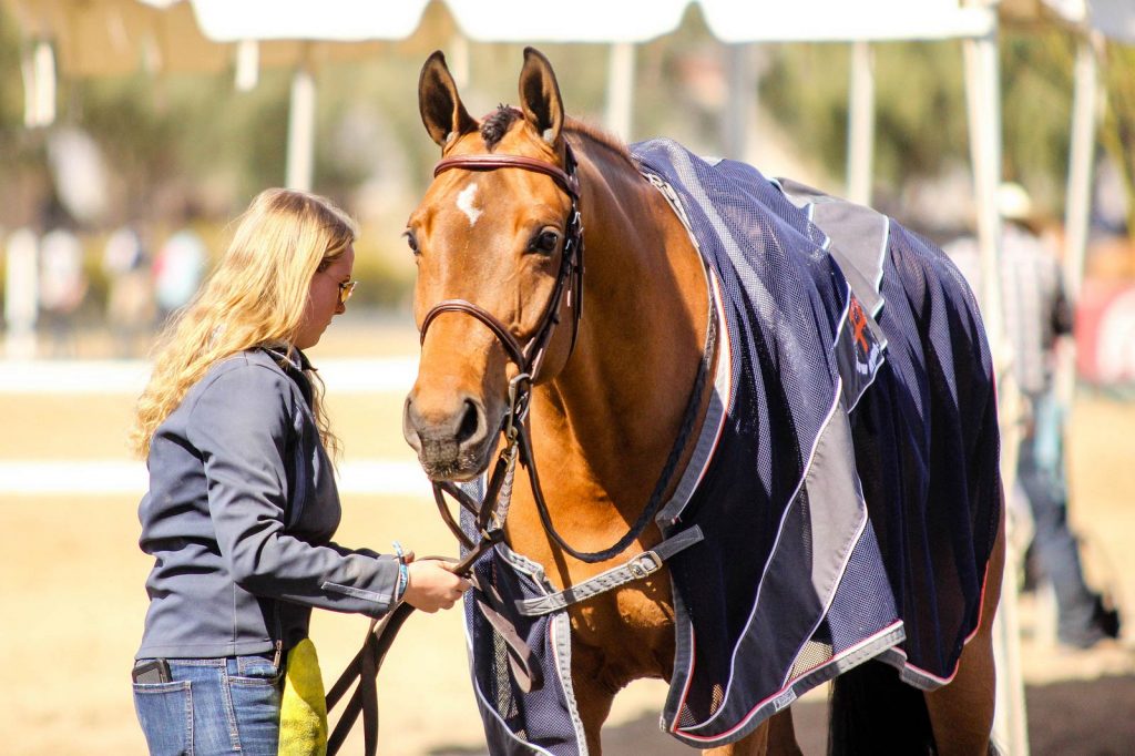 10 Tips and Tricks for Being the Best Horse Show Groom You Can Be - The ...
