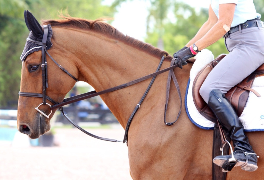 Eight Ways to Take Summer Show Season By Storm - The Plaid Horse Magazine
