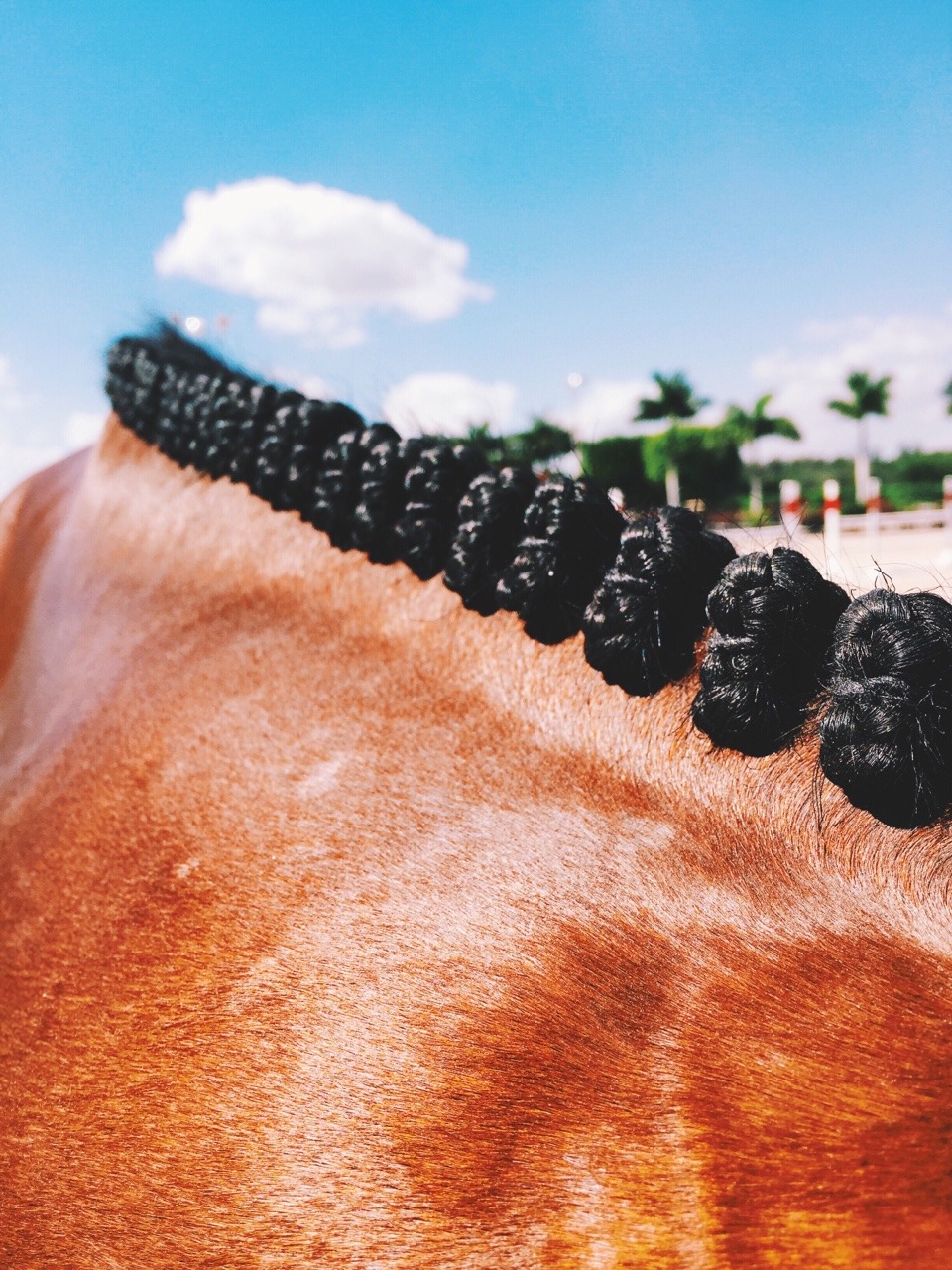 23 Perfect Braid Photos That Will Make Your Type A Horse Show Heart ...