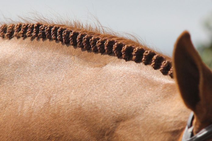 23 Perfect Braid Photos That Will Make Your Type A Horse Show Heart ...