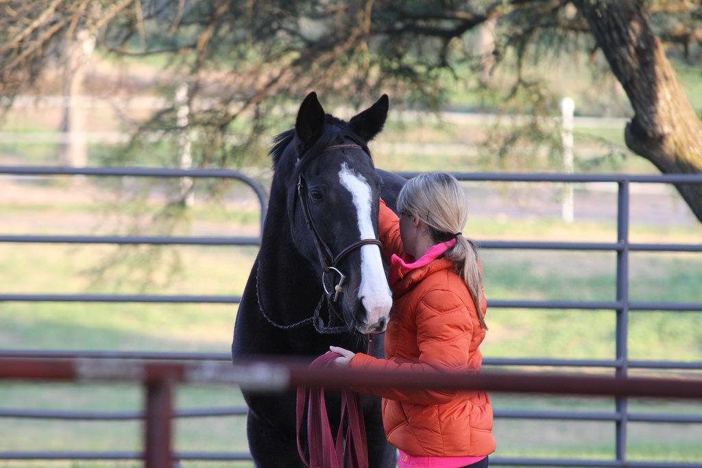 The Foundation for Creating a Strong Equestrian Business - The Plaid ...