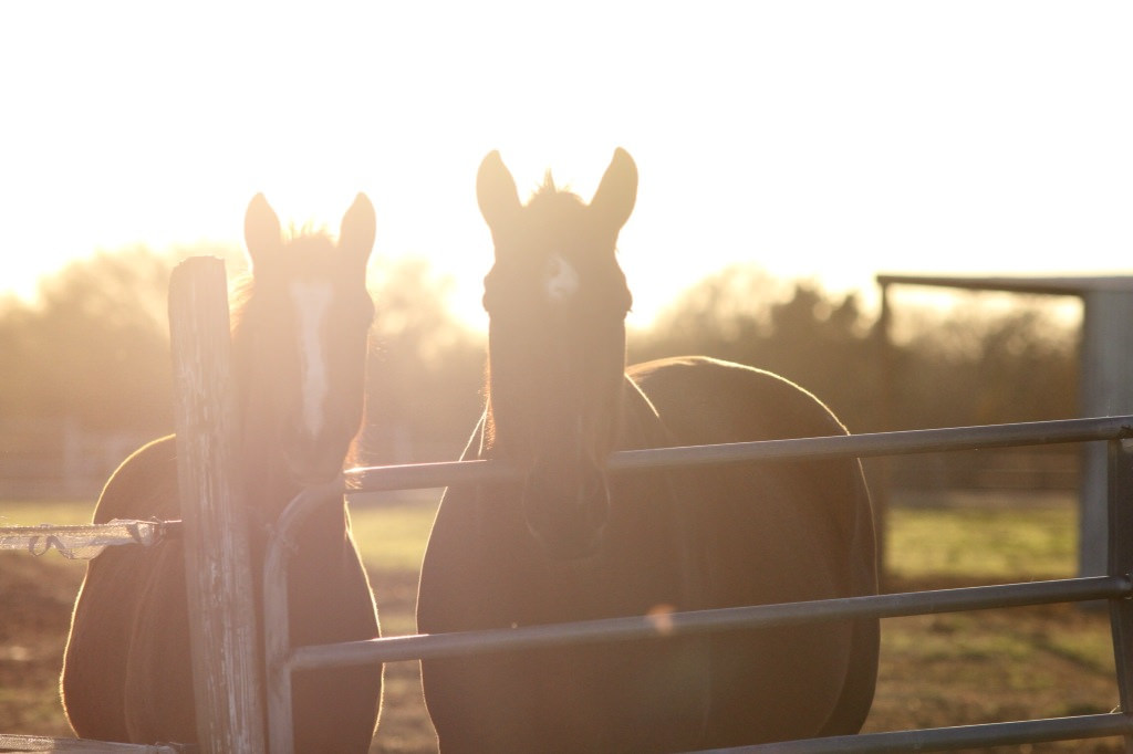 The Foundation for Creating a Strong Equestrian Business - The Plaid ...