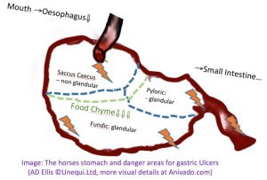 Equine Ulcers: Prevention is Better Than The Cure! - The Plaid Horse ...