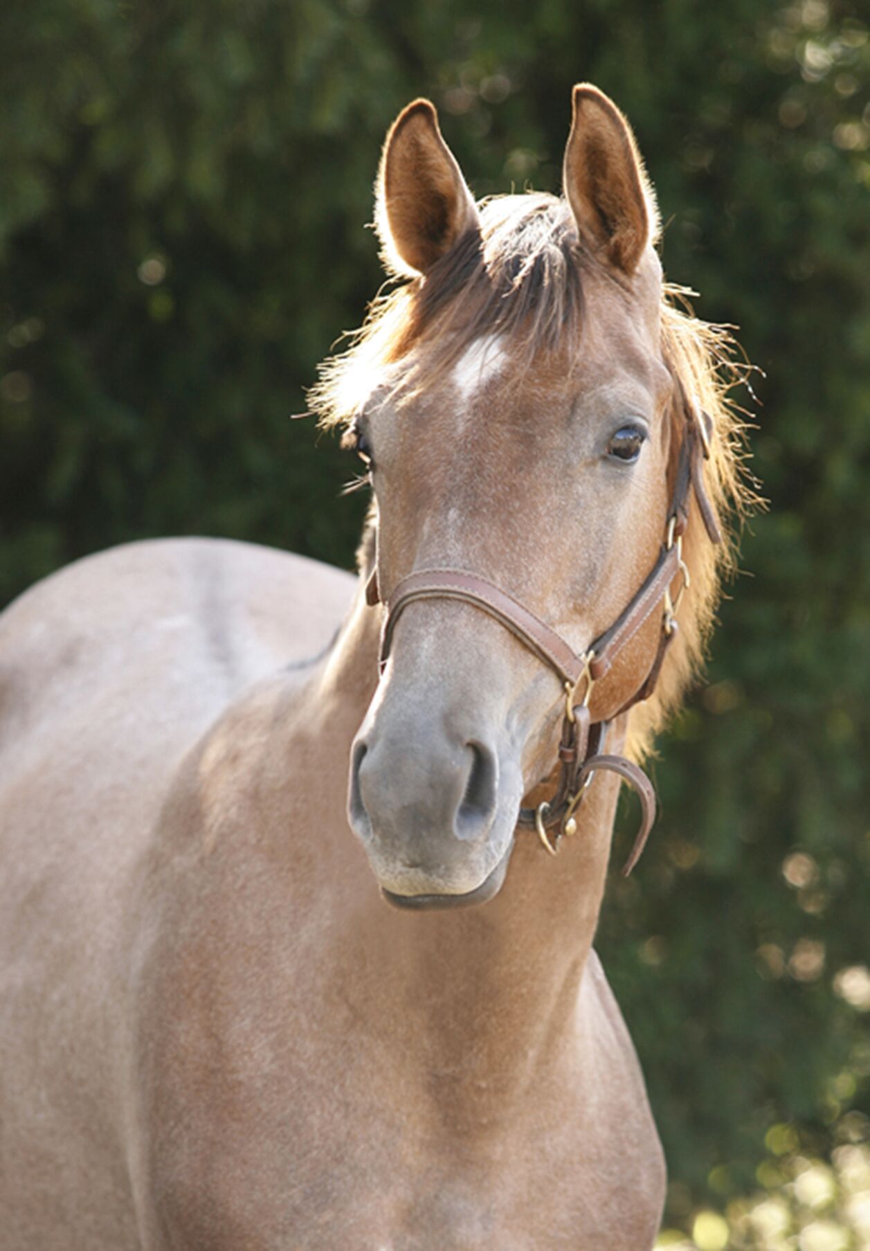 ViaGen Can Make Cloning a Reality in Your Barn - The Plaid Horse Magazine