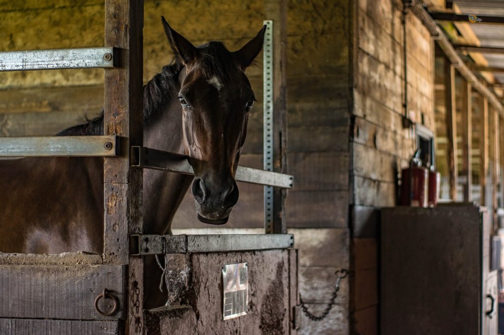 Why Good Help Is Hard to Find: A Barn Manager’s Perspective - The Plaid ...