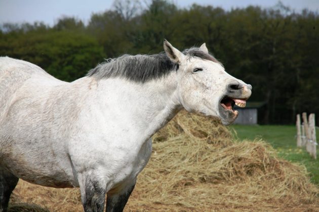 Shedding Season Survival: Get Your Horse's Gleaming Coat Back - The ...