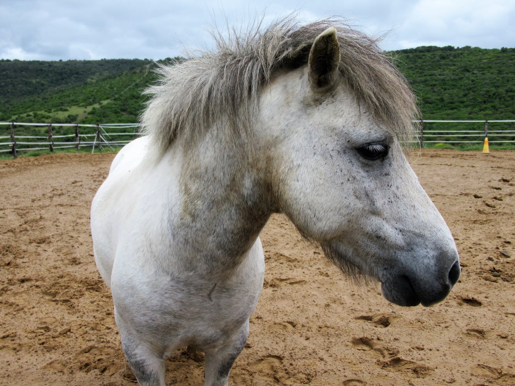Shedding Season Survival: Get Your Horse's Gleaming Coat Back - The ...