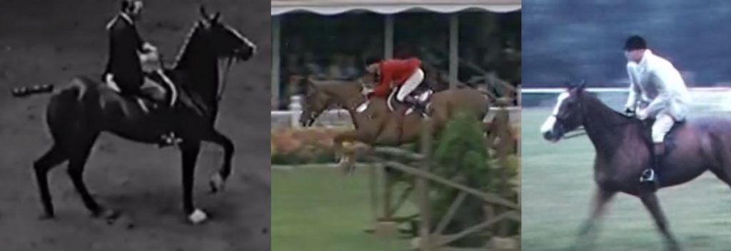 Throwback Thursday: 1960's Hunter/Jumpers - The Plaid Horse Magazine