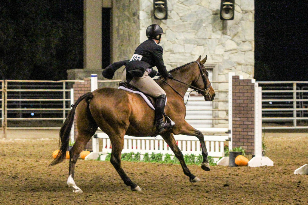 Don't Let Anyone Talk You Out of Buying a Thoroughbred for the Hunters ...