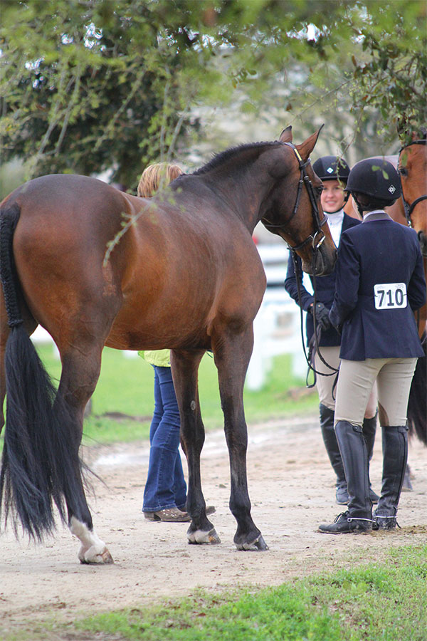 Handling Barn Drama: Protecting Your Happy Place - The Plaid Horse Magazine
