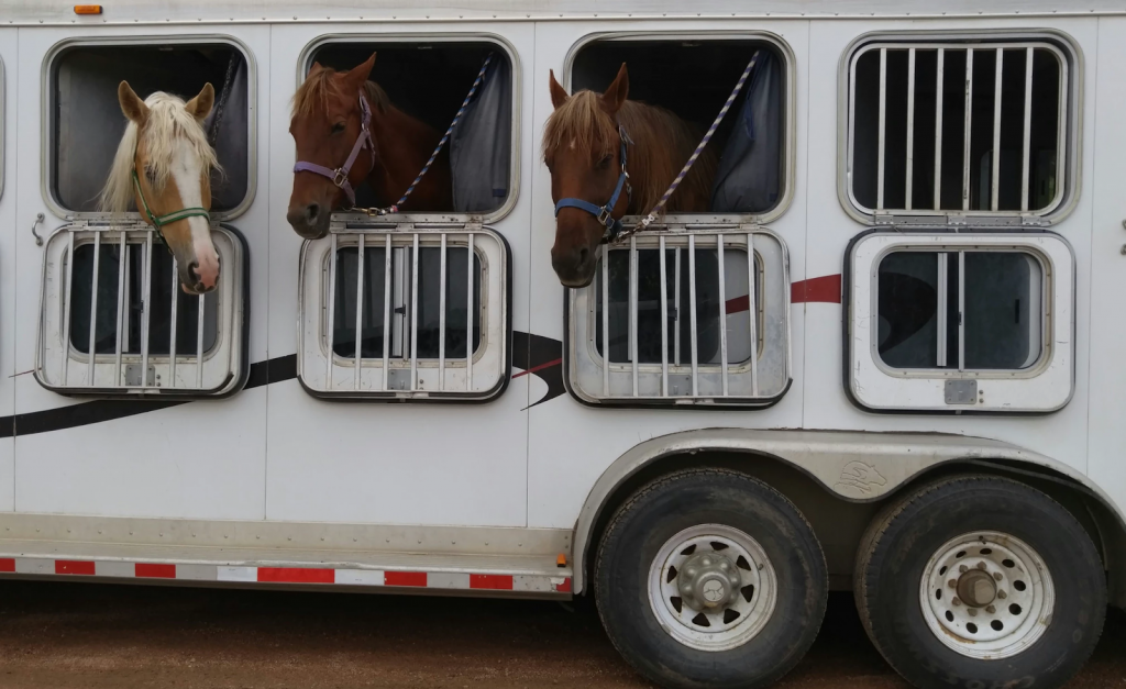 The Beginner's Guide to Loading a Horse Trailer - The Plaid Horse Magazine