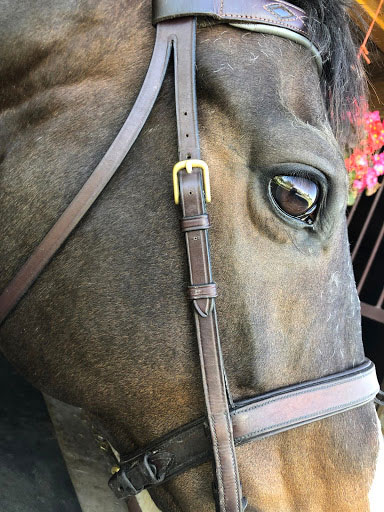 Tack Cleaning Tips for When You’ve Really Got to Make it Sparkle - The ...