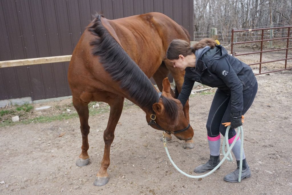Exercises to Build Your Horse’s Topline - The Plaid Horse Magazine