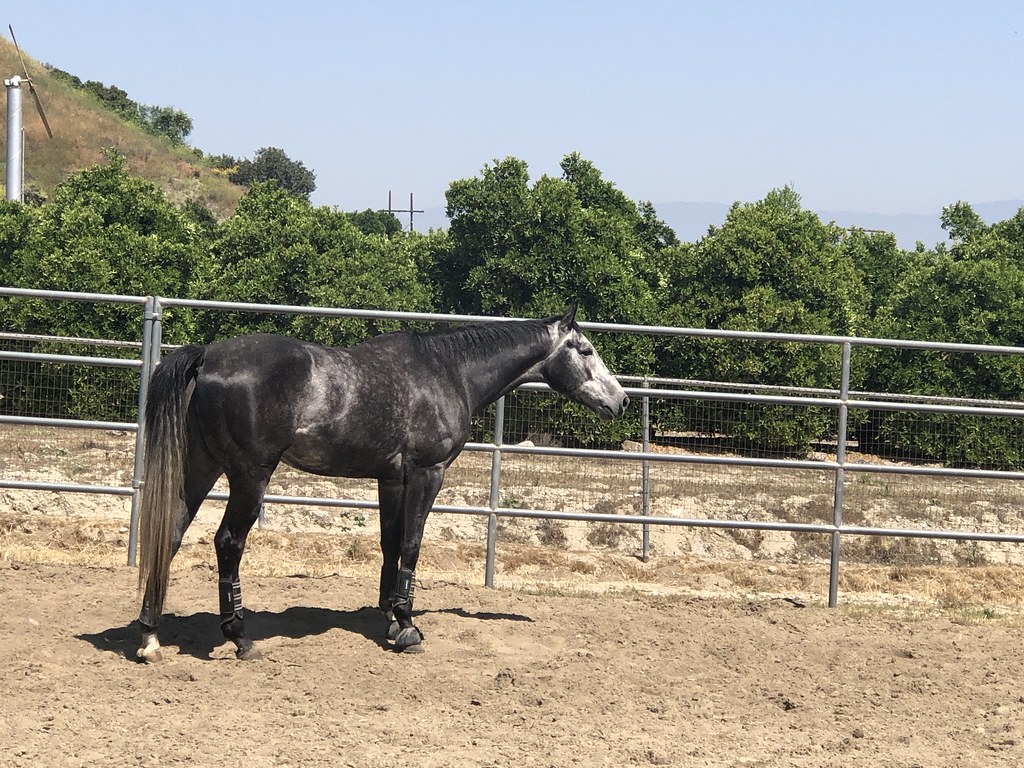 Dapple Gray Glow Up: Before and After Progression Pictures - The Plaid ...