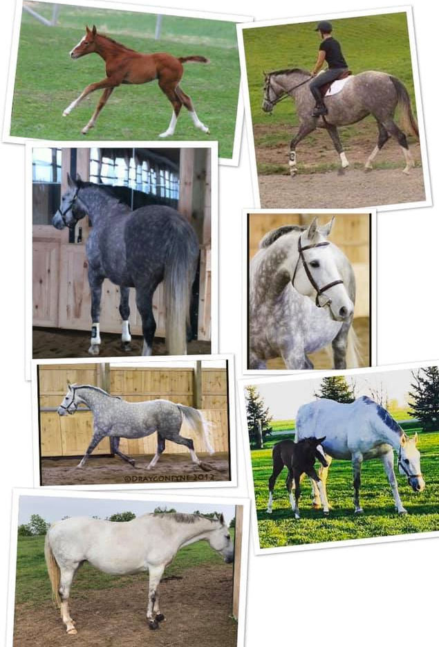 Dapple Gray Glow Up: Before and After Progression Pictures - The Plaid ...