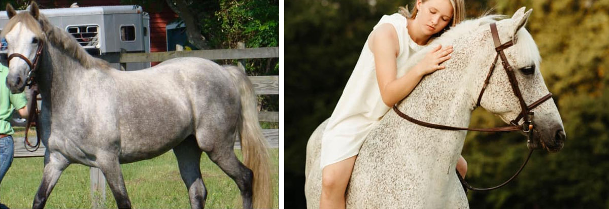 Dapple Gray Glow Up: Before and After Progression Pictures - The Plaid ...