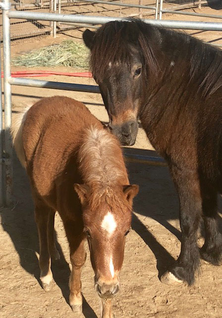 Miracles at the Base of Mini Mountain: Healing and Love at the So Cal ...