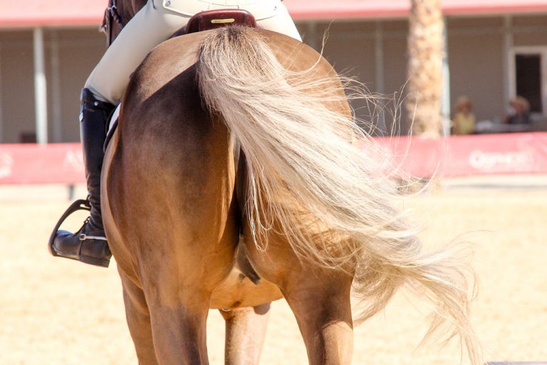 Tail Care Tricks for Different Kinds of Tails - The Plaid Horse Magazine