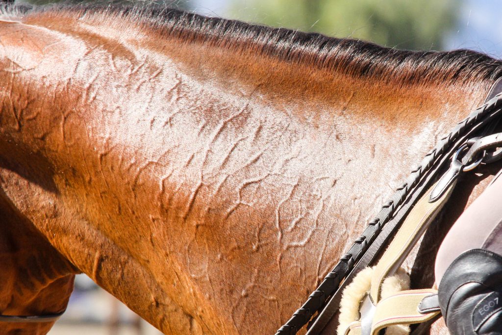 Effective Cooling Strategies for Summer Riding - The Plaid Horse Magazine