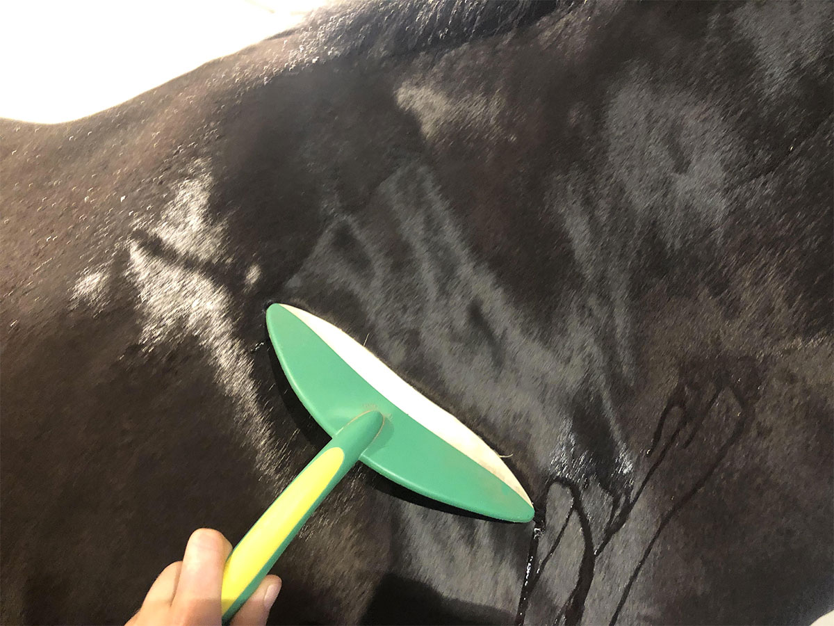 Effective Cooling Strategies for Summer Riding - The Plaid Horse Magazine