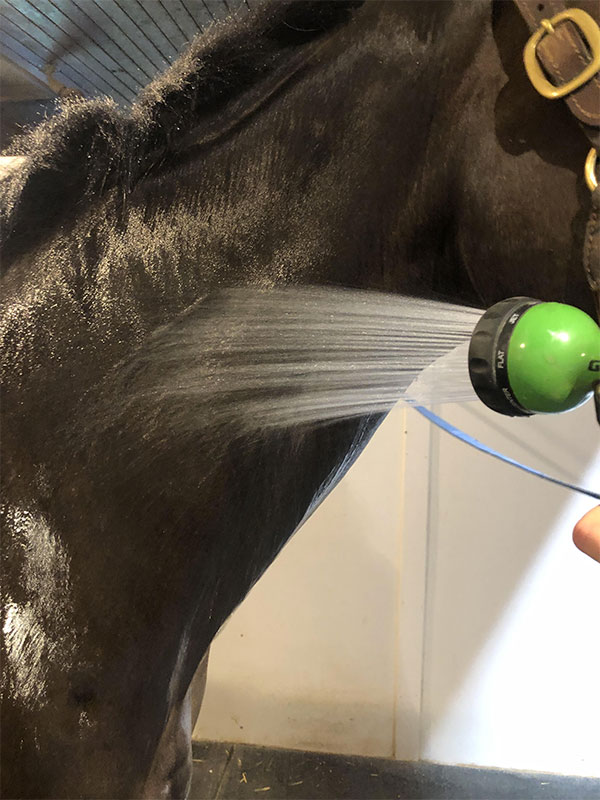 Effective Cooling Strategies for Summer Riding - The Plaid Horse Magazine