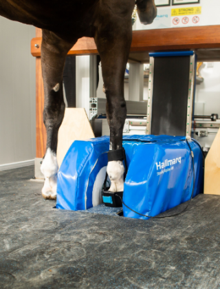 Understanding Equine MRI - The Plaid Horse Magazine