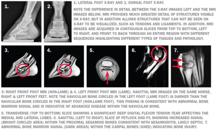 Understanding Equine MRI - The Plaid Horse Magazine