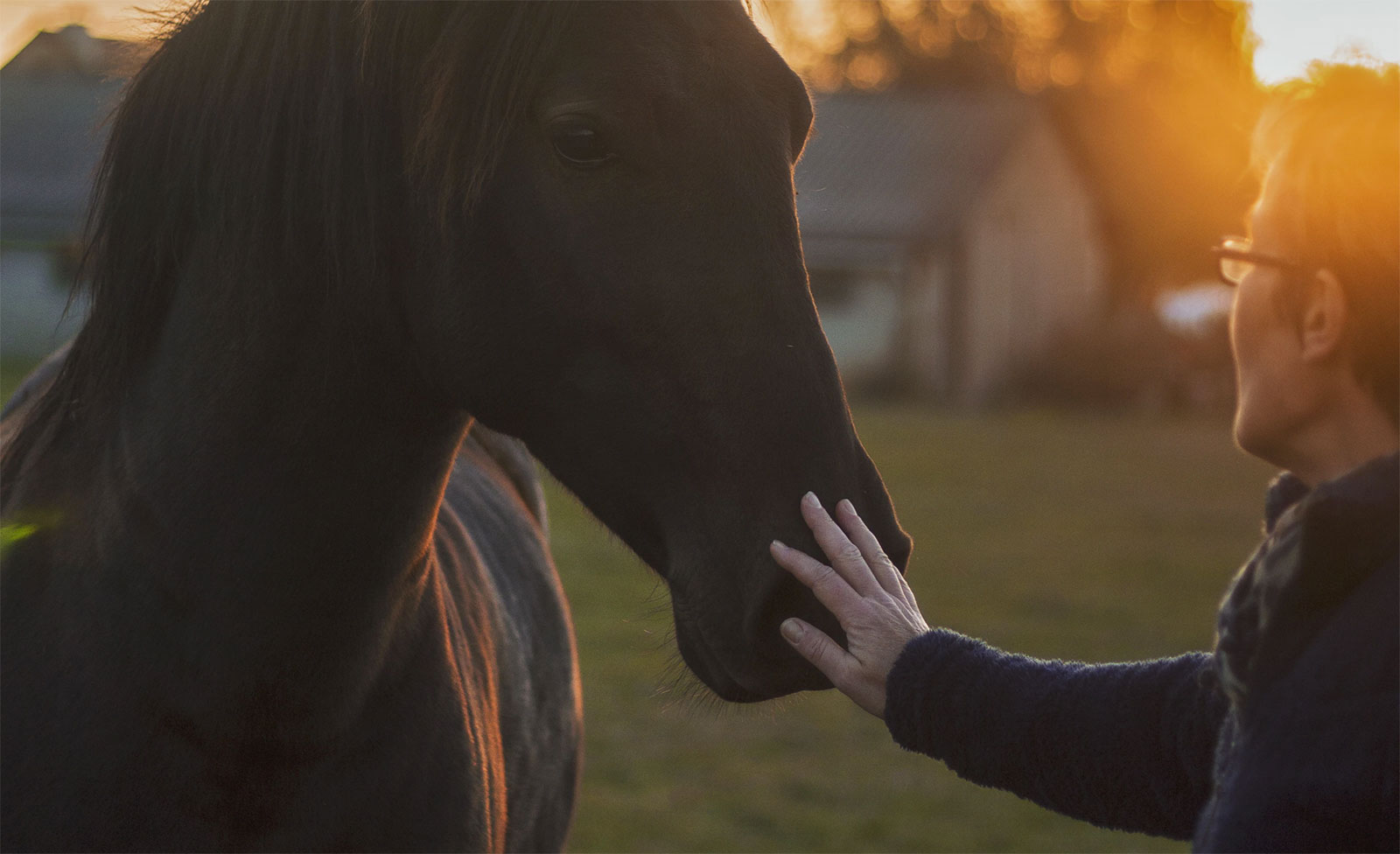 The Breakthrough I Witnessed in the Healing Power of Horses - The Plaid ...