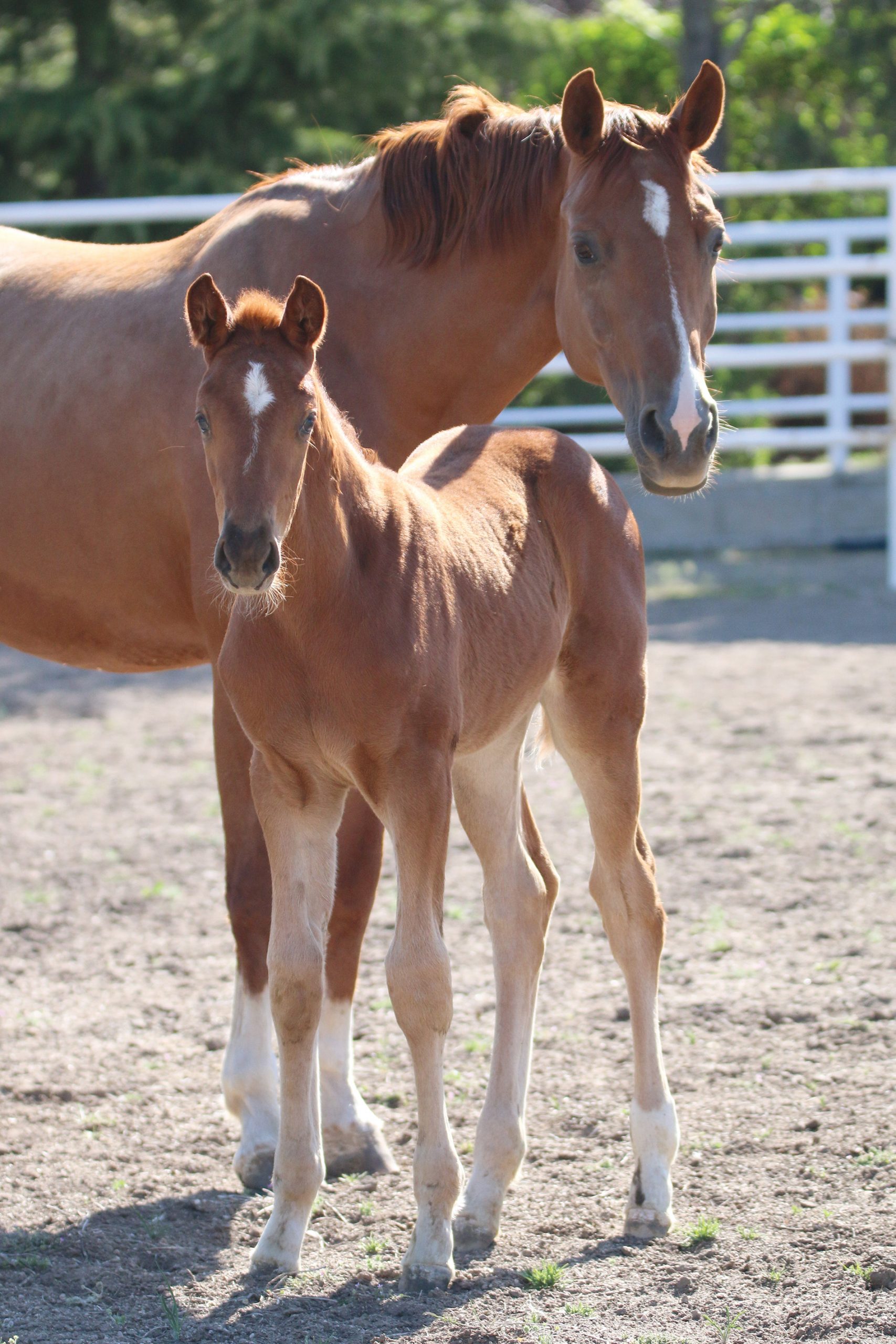 Multi Tasking Mares - The Plaid Horse Magazine