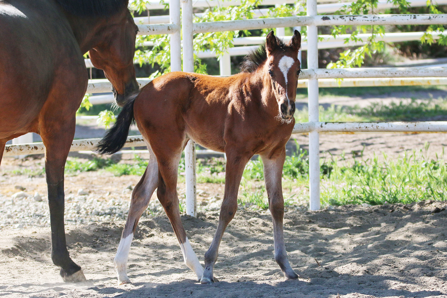 Multi Tasking Mares - The Plaid Horse Magazine