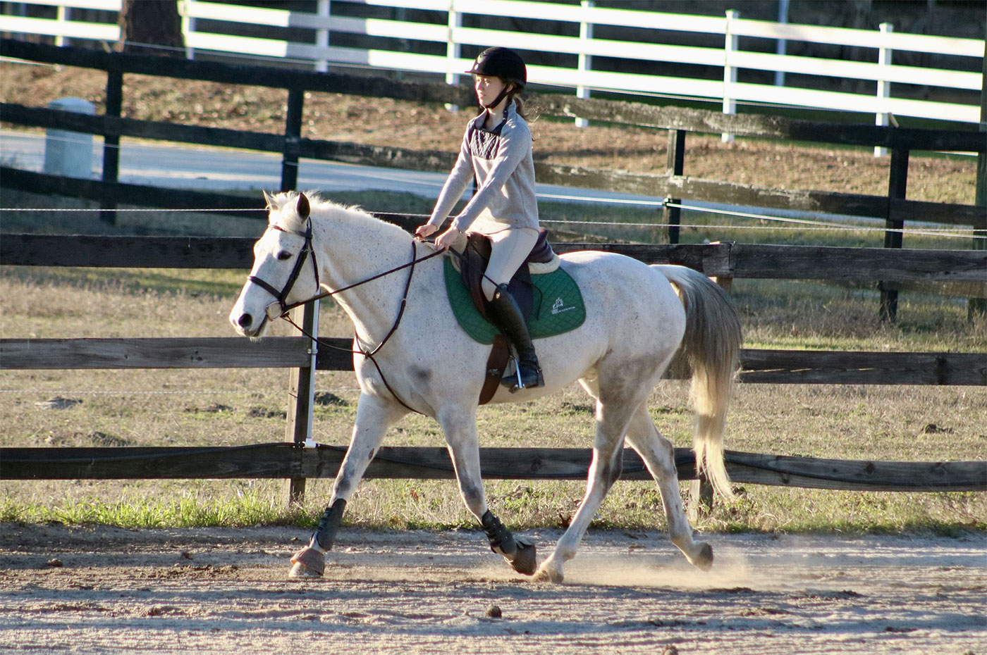 Where Have All the Barn Rats Gone? - The Plaid Horse Magazine