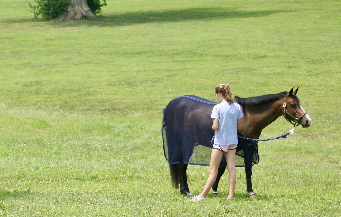 Where Have All the Barn Rats Gone? - The Plaid Horse Magazine