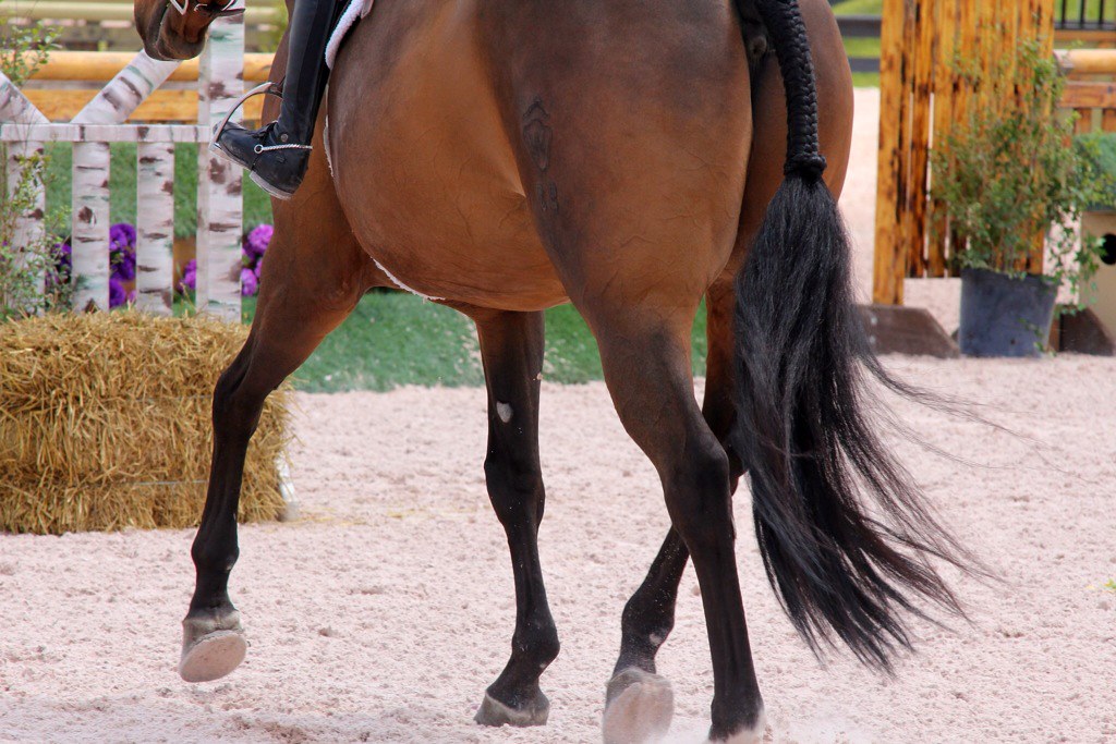 The Power of Engagement - The Plaid Horse Magazine