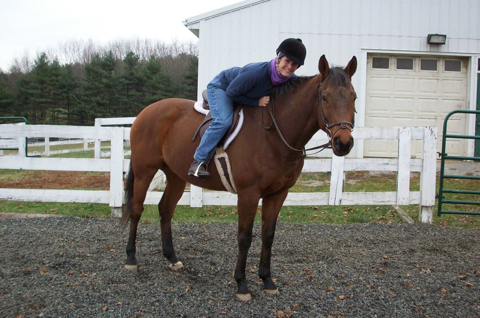 A Thoroughbred Dream: Creating the Hunter Champion an Exercise Rider ...