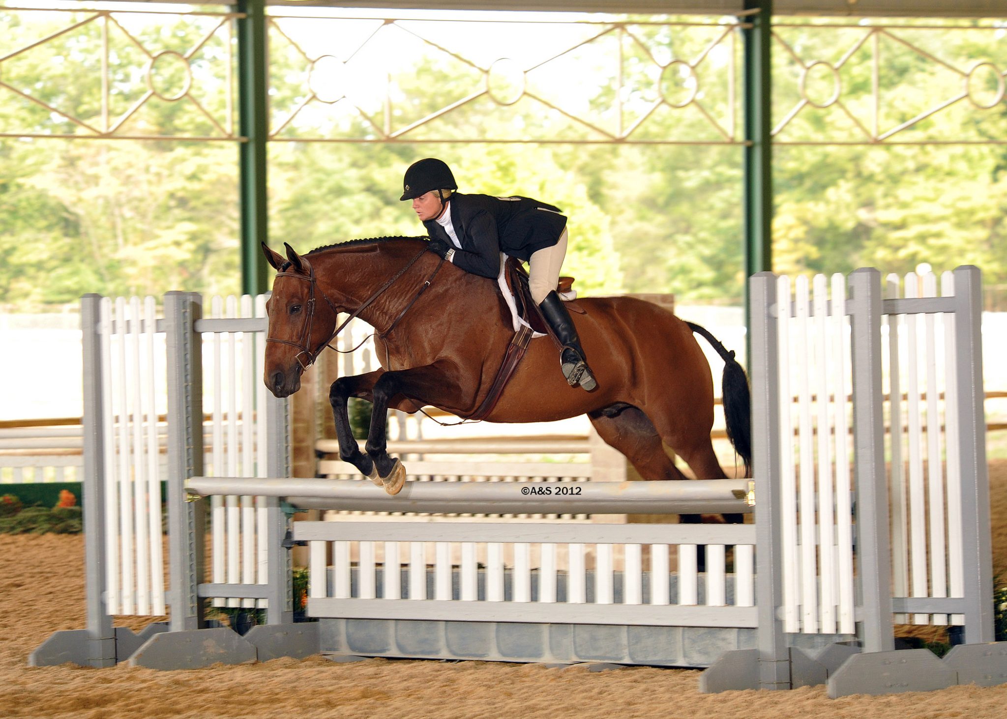 A Thoroughbred Dream: Creating the Hunter Champion an Exercise Rider ...