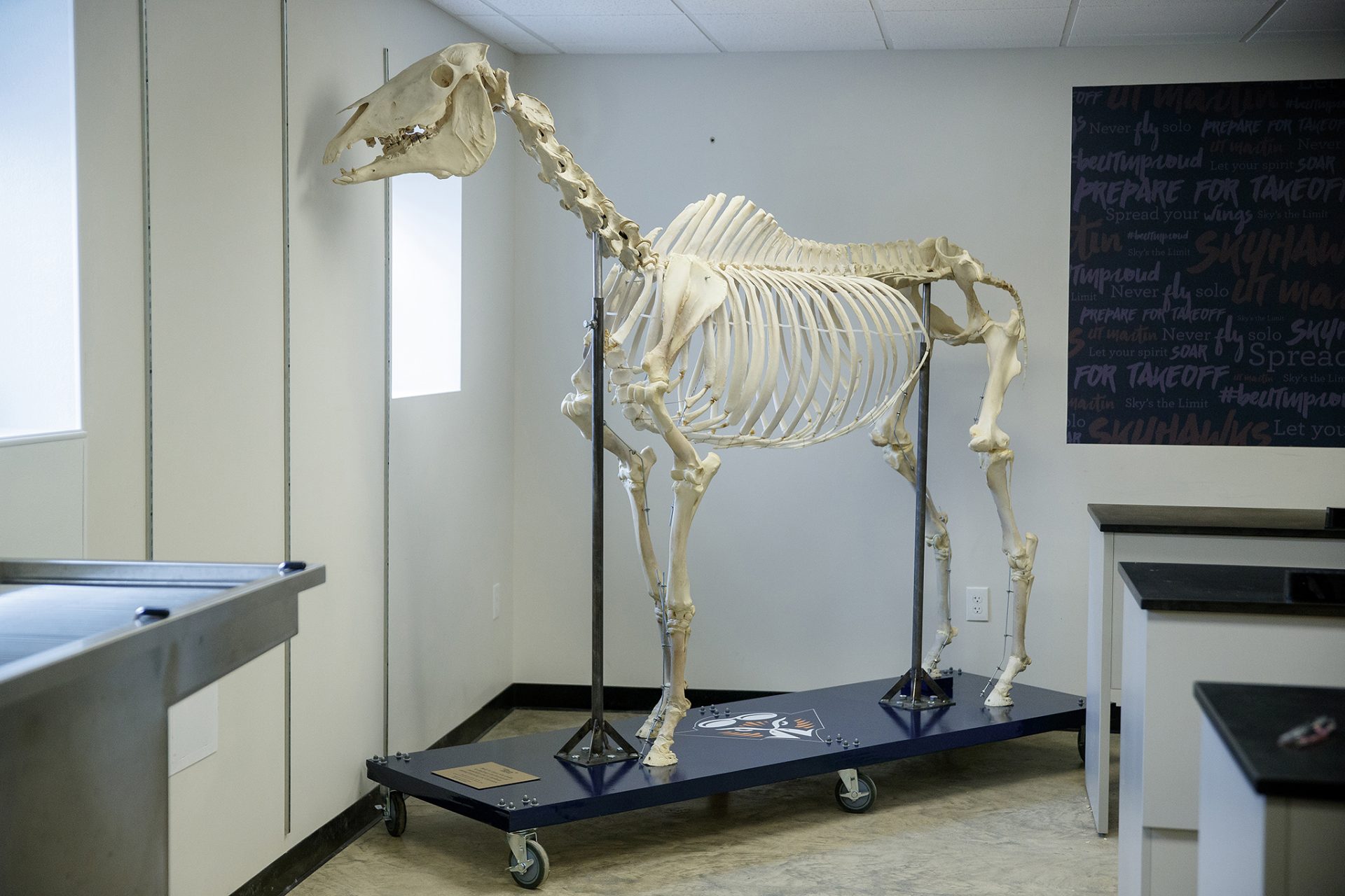 Built with Wires and Hope: Animal Science Graduate Assembles Horse ...